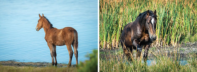 Ghosts of the Dunes: SA’s last wild horses of the Overberg