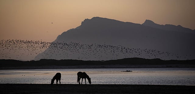 Ghosts of the Dunes: SA’s last wild horses of the Overberg