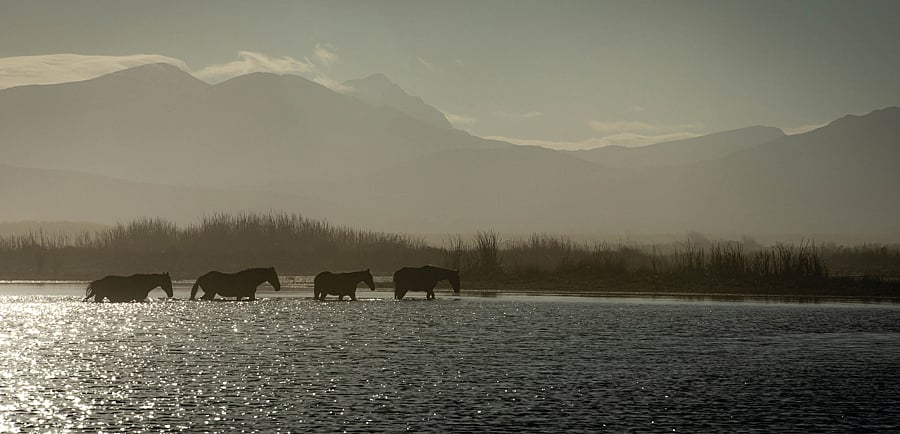 Ghosts of the Dunes: SA’s last wild horses of the Overberg