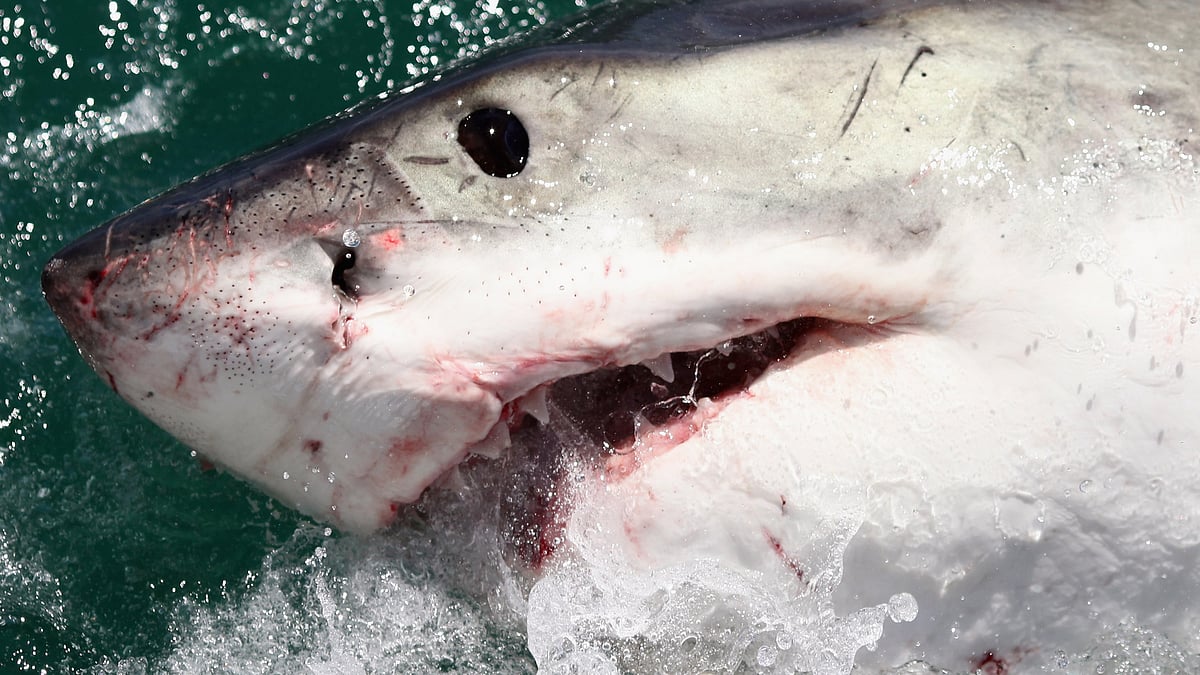 Tragic consequences of Spielberg movie Jaws, the Water’s not safe