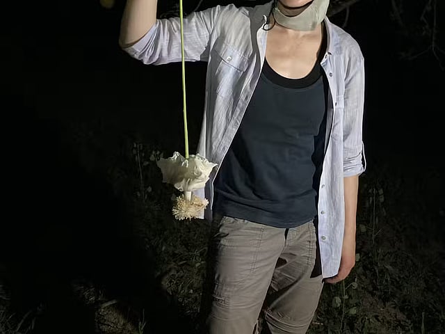 Bats and moths: The nighttime guardians of Africa’s baobab trees