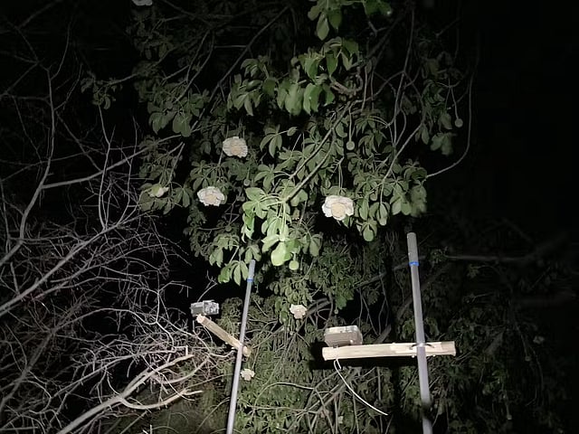 Bats and moths: The nighttime guardians of Africa’s baobab trees