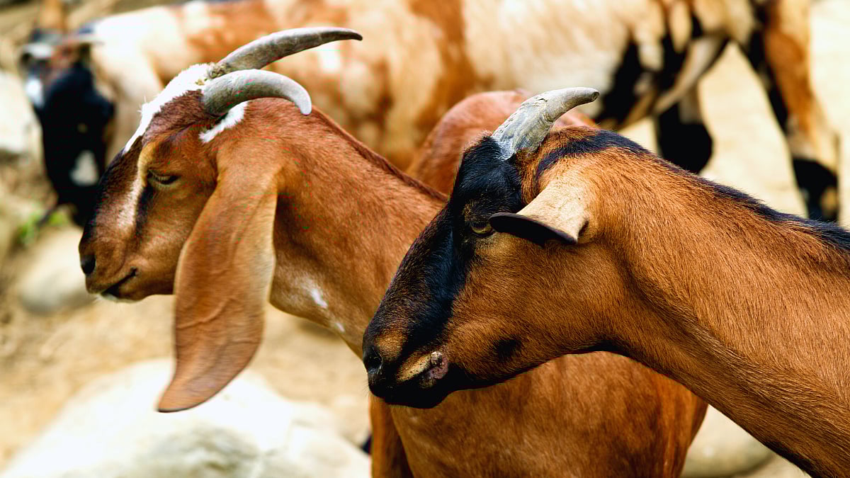 Zim’s goat thieves - crooks who had too many powerful enemies