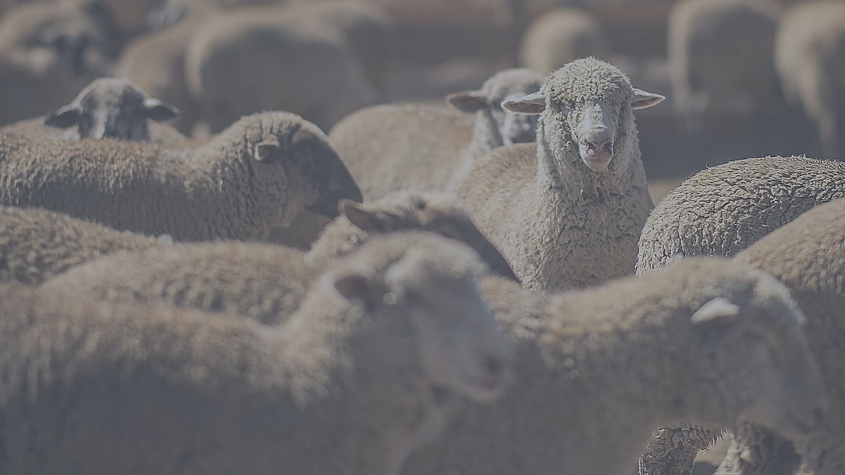 Fleeing the Flock