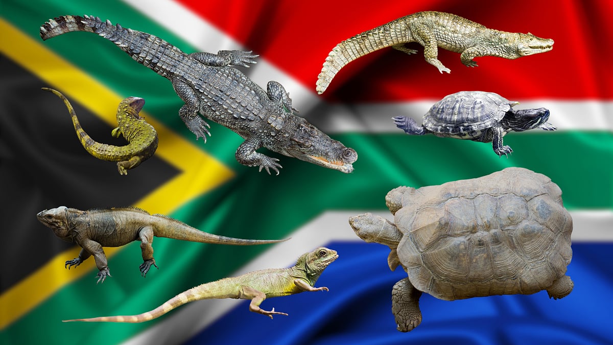 Conservation assessment reveals extinction threats to SA's reptiles