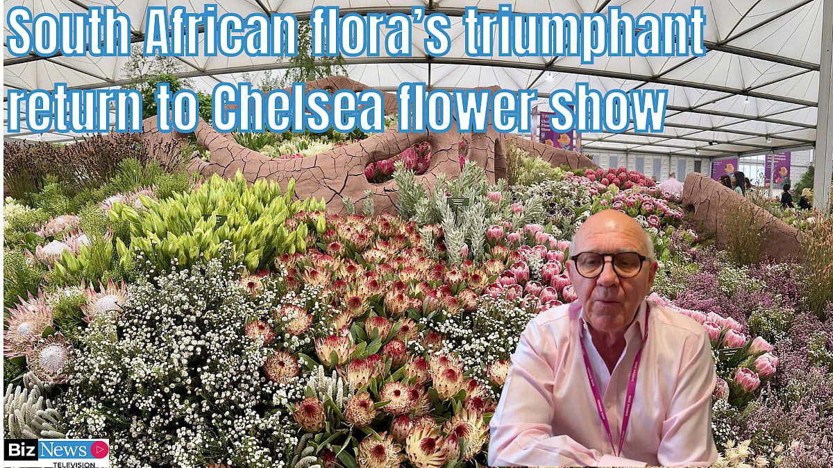 South African flora’s triumphant return to Chelsea flower show