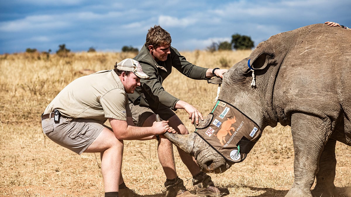 🔒 Project puts radioactive pellets into rhino horns to deter poaching