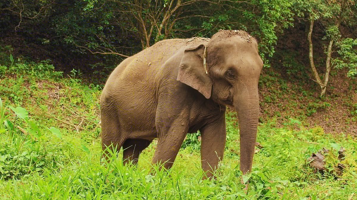 Buckle: Zimbabwe team rescues a elephant from deadly snare