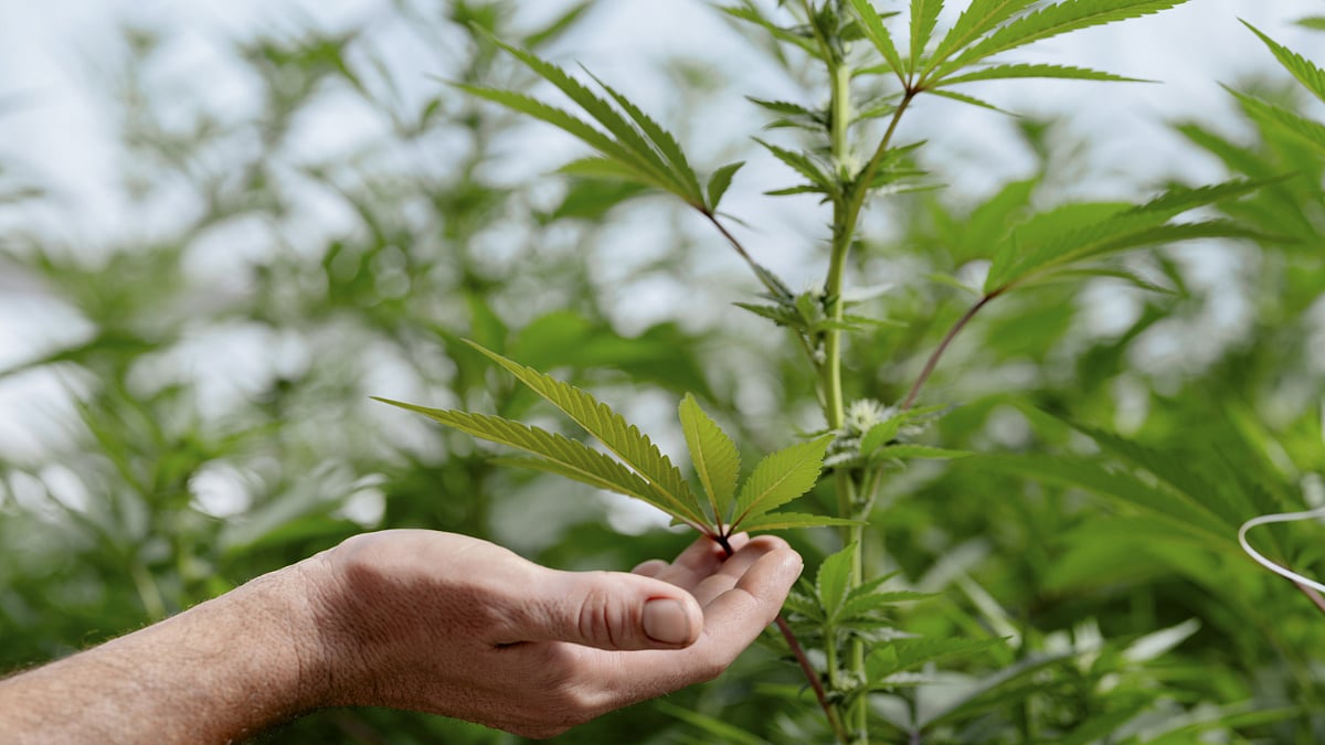 🔒 Is weed bad for you? Marijuana’s health impacts still aren’t known