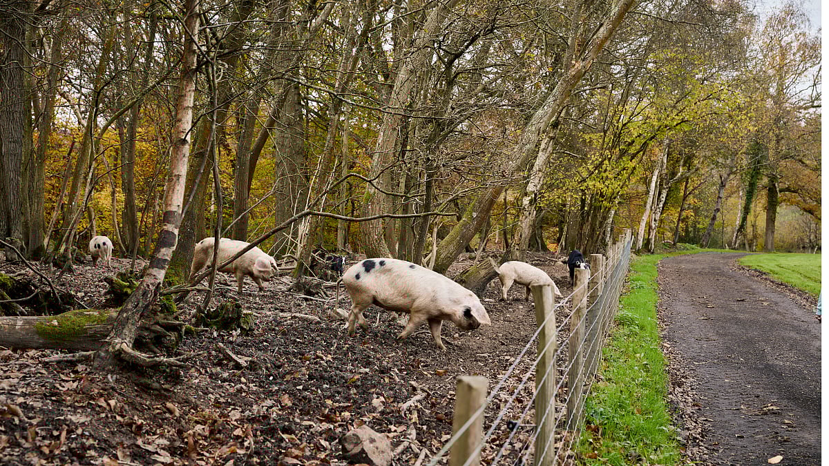 Saffer Roos drops top London job to launch digital livestock market ...