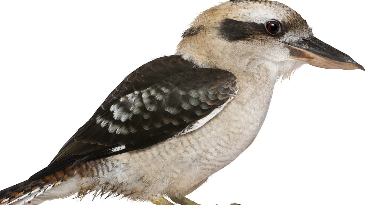 Feathered spies or satirical lies? Birds aren’t real!