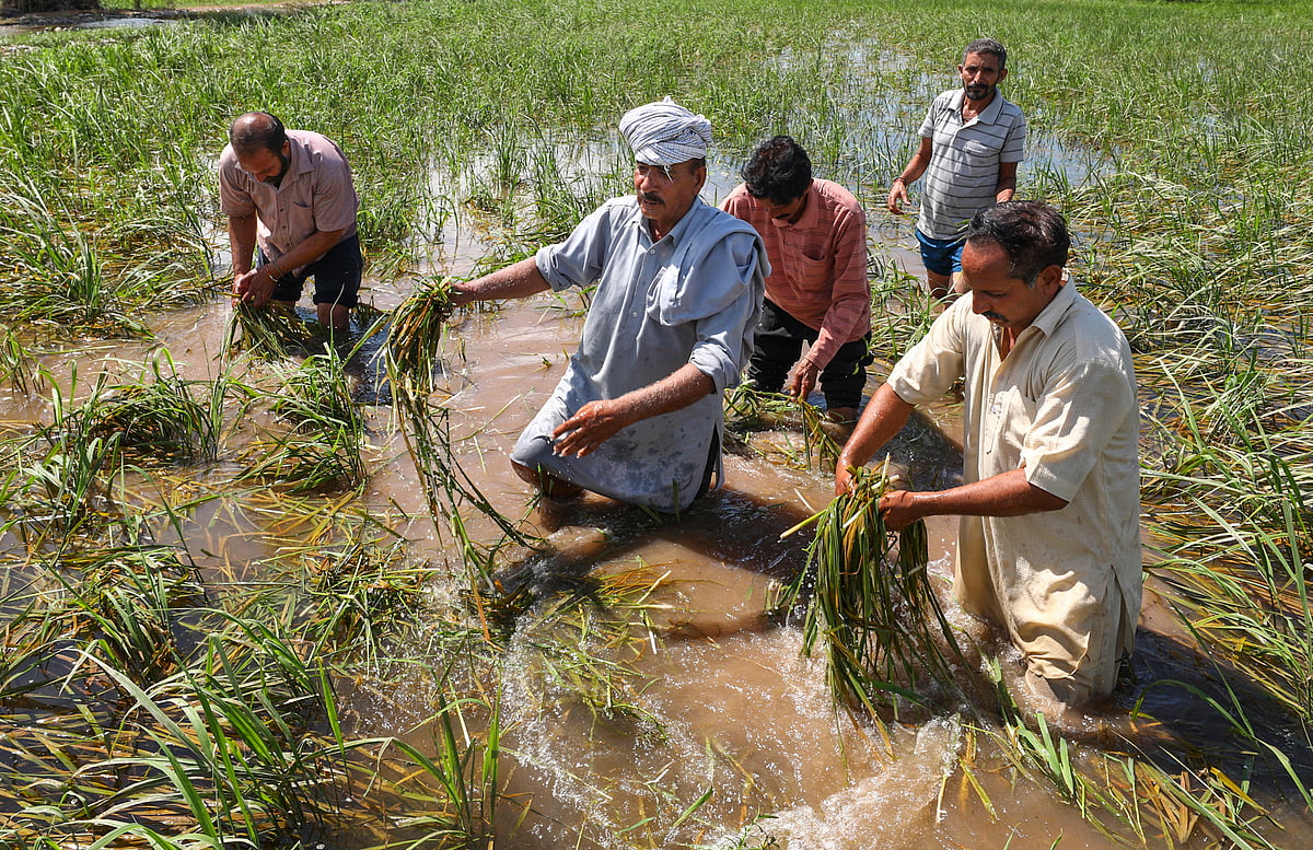 Cabinet approves Minimum Support Prices (MSP) for Rabi Crops for ...