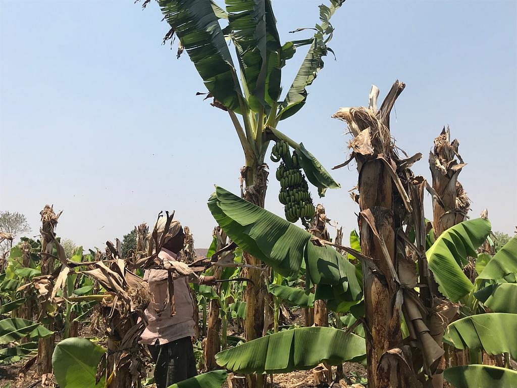 Small Successes Pave The Wave For Making Parched Beed Drought-Resilient