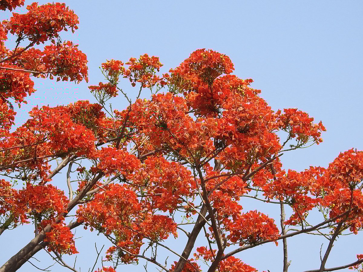 Summer Heat Waves And Natural Sun Shields: The Value of a Petal