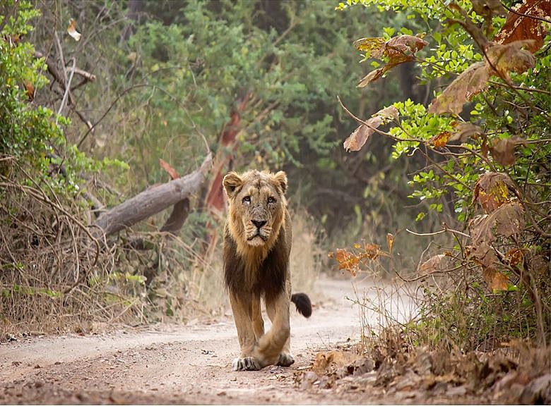 Why The Lion King Should Matter To India - On The Asiatic Lions In Gir ...