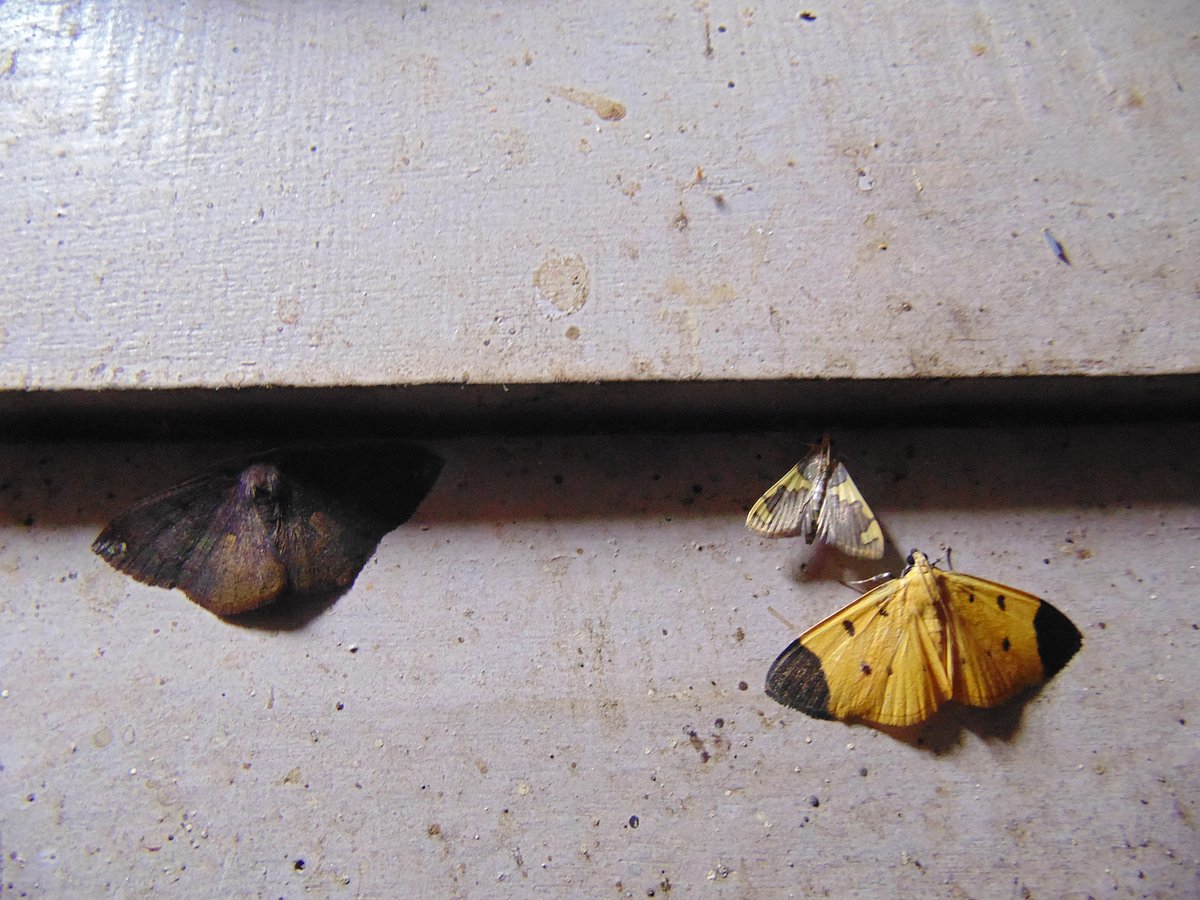 National Moth Week: Let A Moth Wing Into Your Life