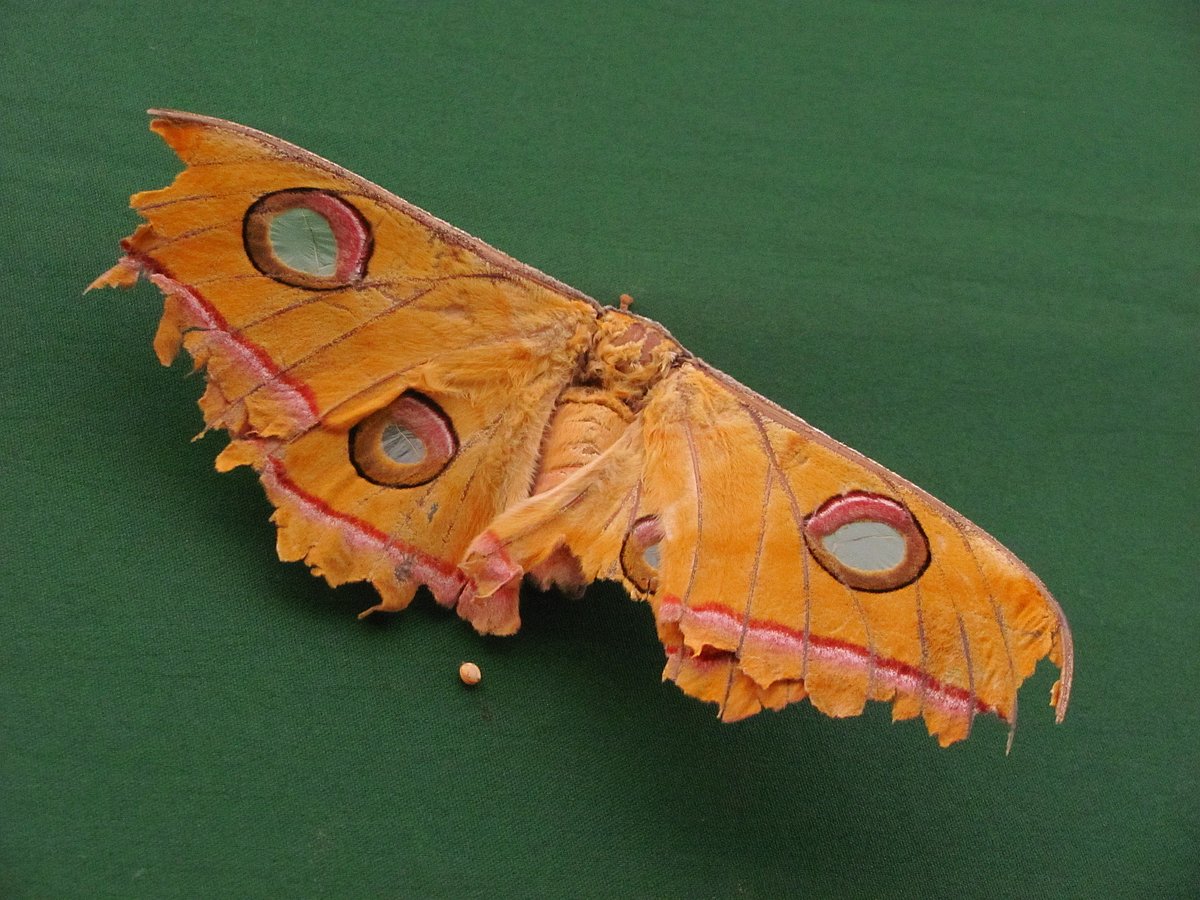 National Moth Week: Let A Moth Wing Into Your Life