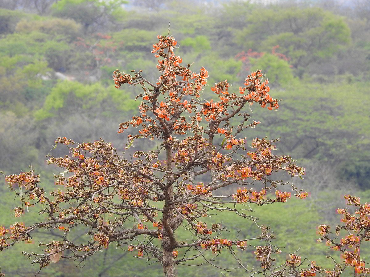 India’s Wildlife Is Battling Disease Too
