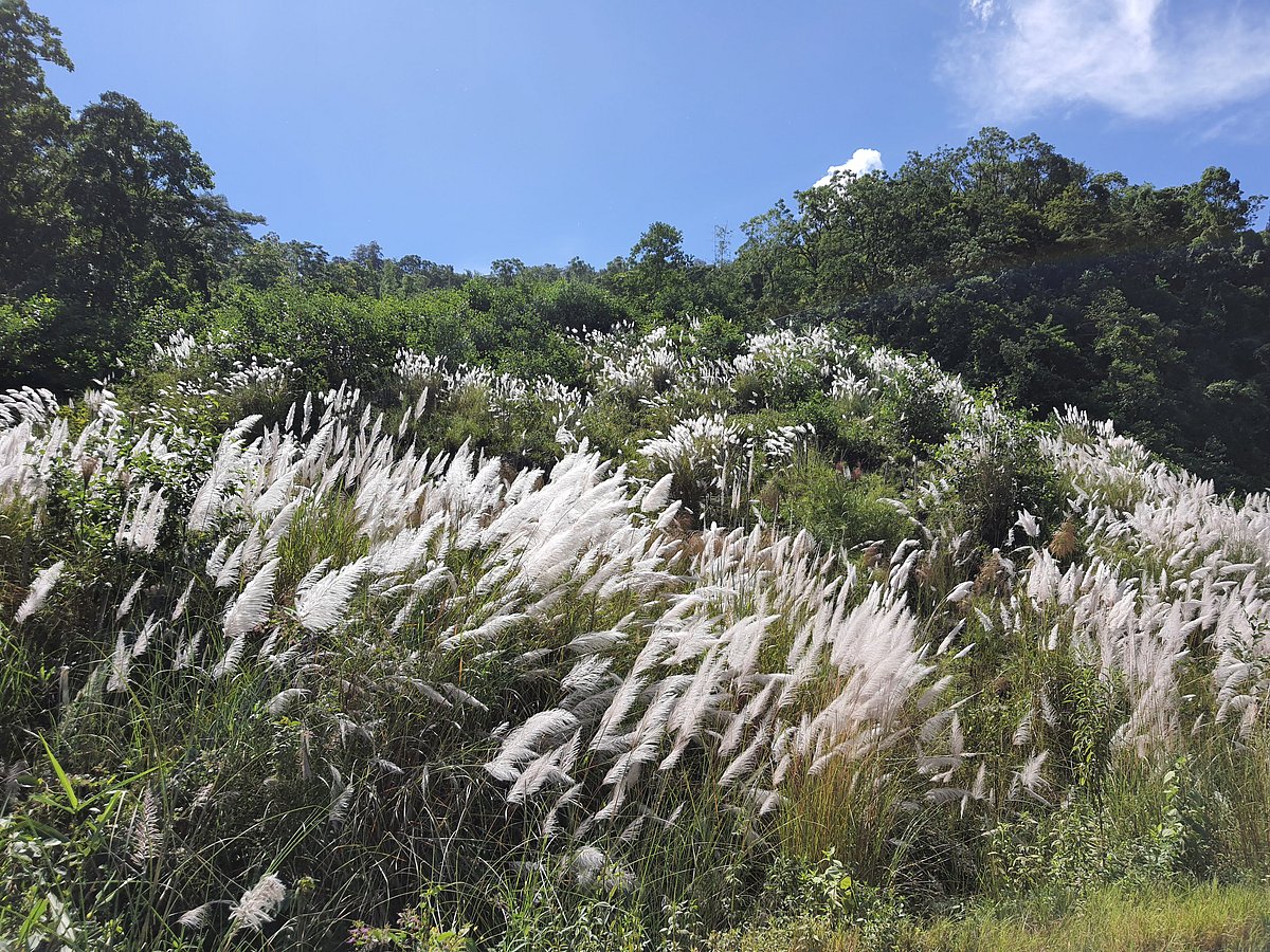 Wildlife Week: Why Do We View Extinct Species With More Fondness Than ...