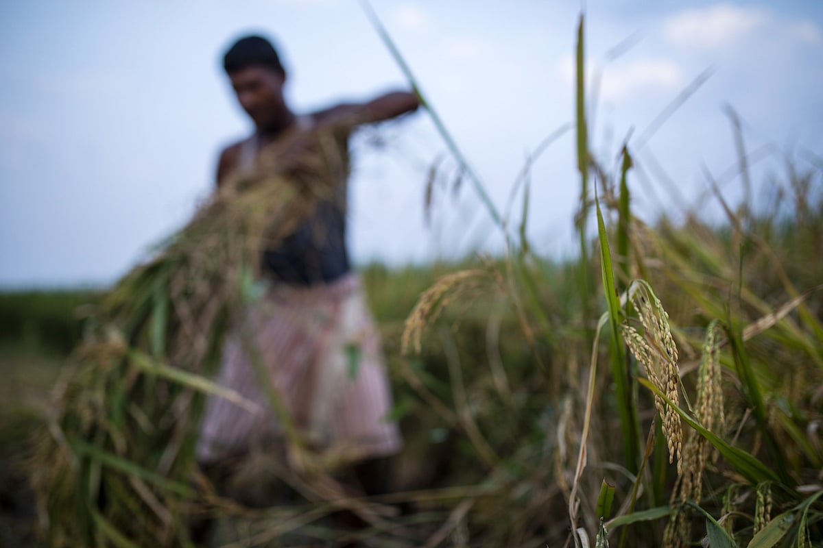 India Rural Economy Update - Rising Prices And Non-Farm Fragility Dim ...