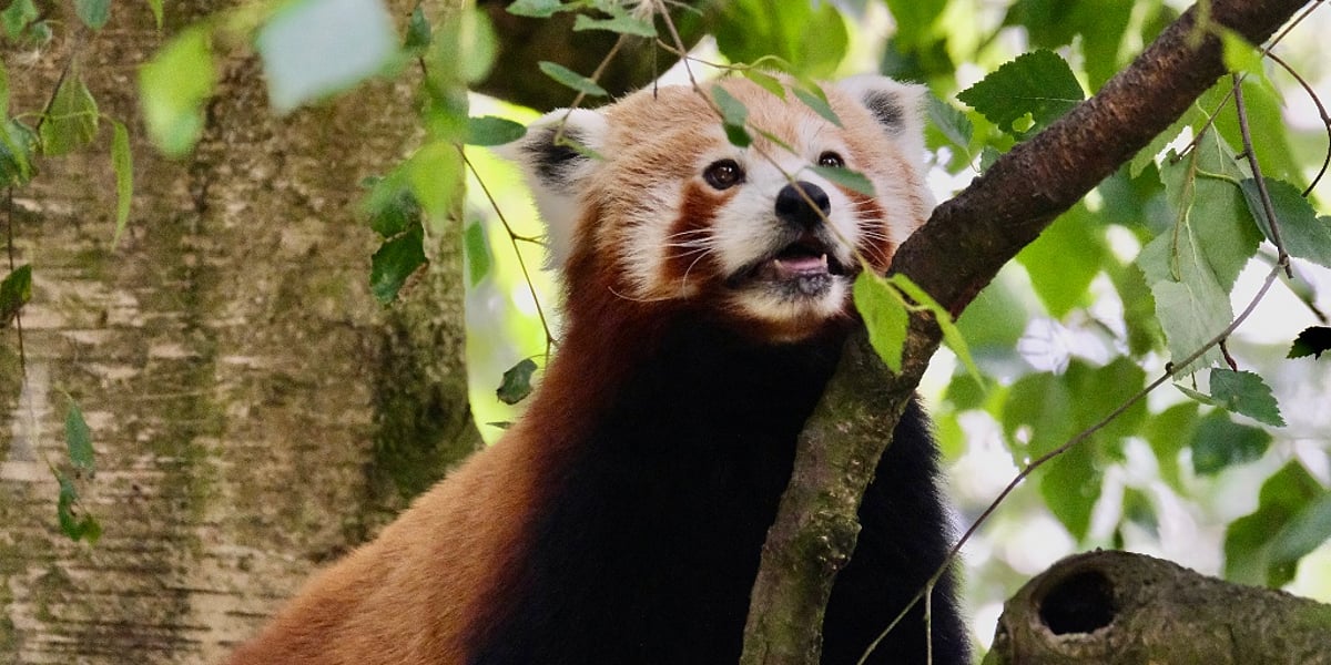 International Red Panda Day 2023: Date, History, Significance, Facts
