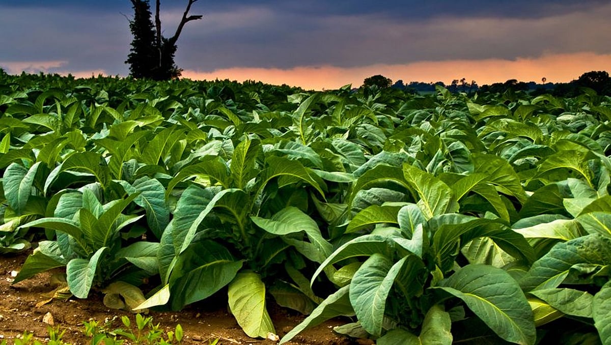 DMart Founder Radhakishan Damani Buys Additional Shares In VST ...