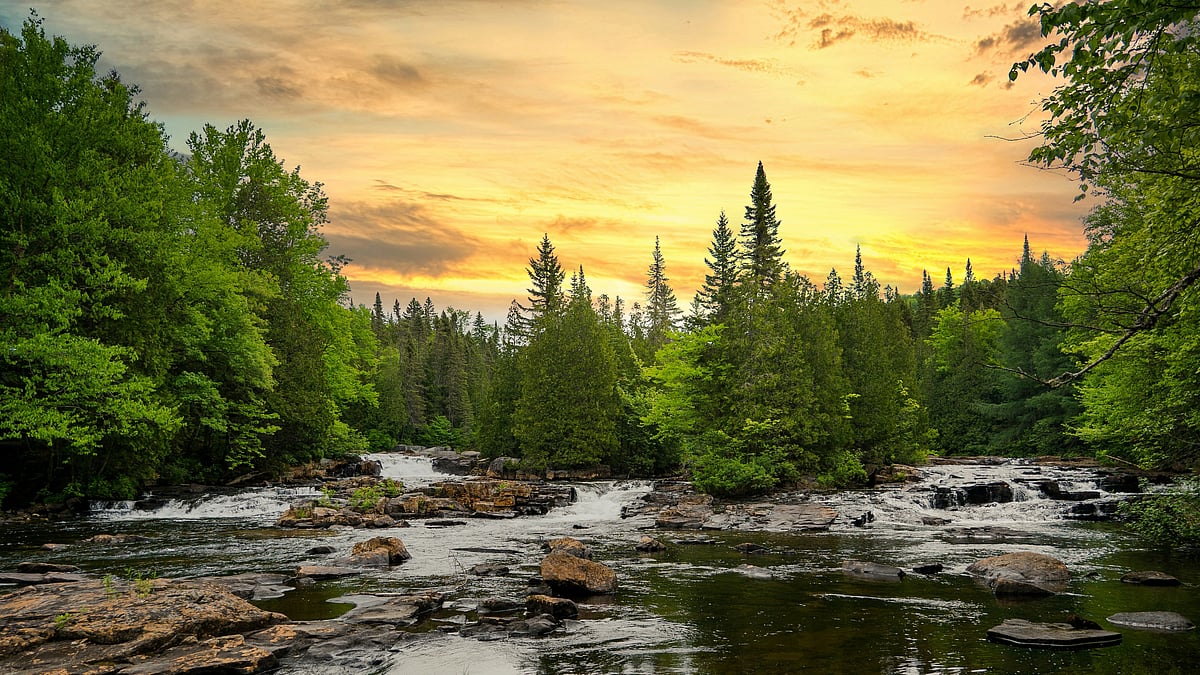 International Day of Forests 2024: Date, History, Theme And Significance