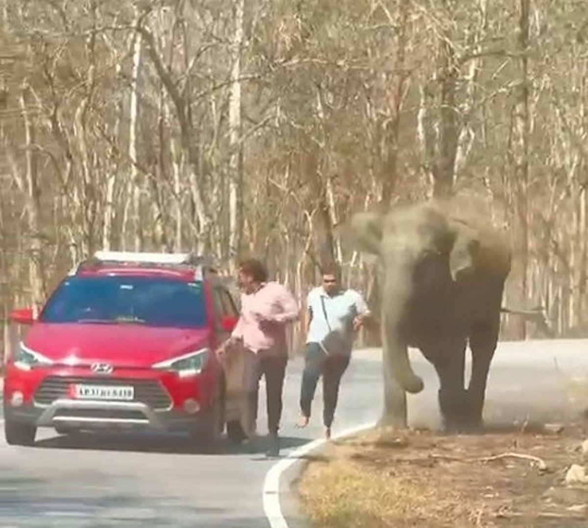 Elephant Attack Viral Video: Close Shave For 'Careless' Tourists Who ...