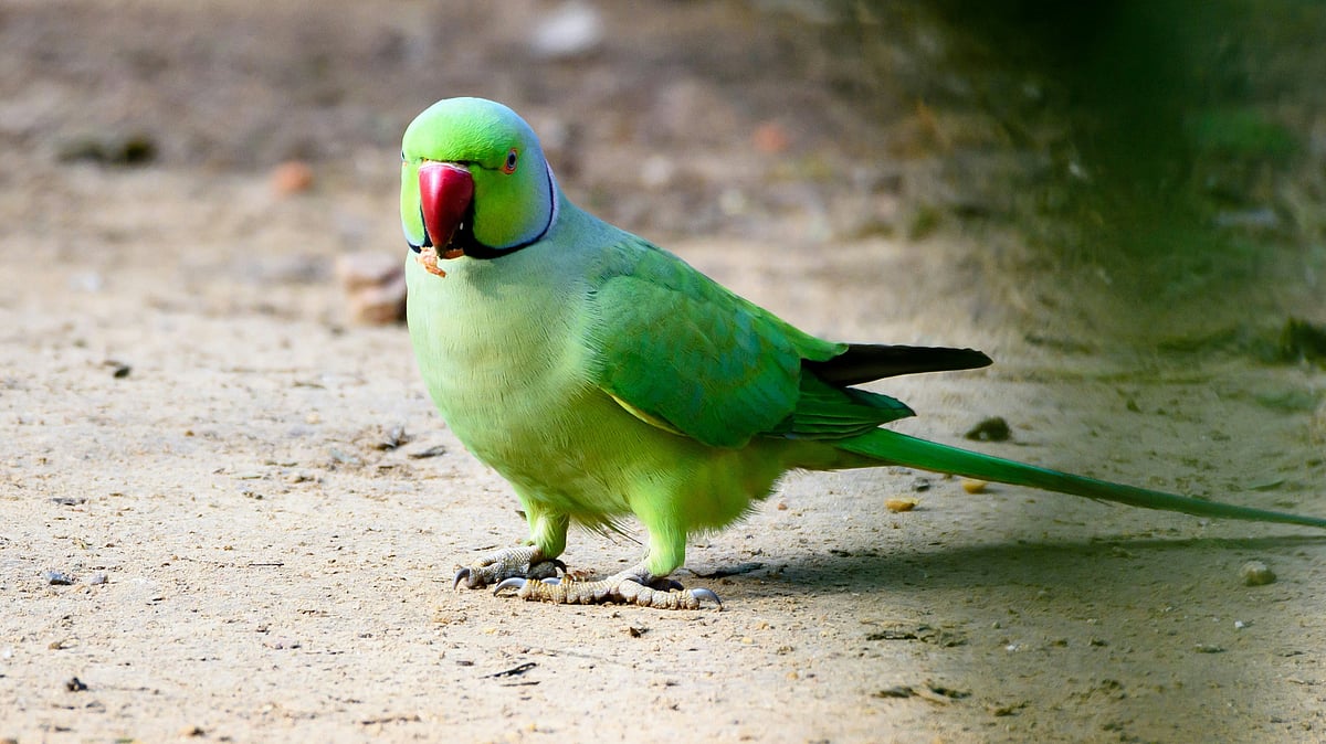 What Is 'Parrot Fever'? Here's All About The Respiratory Infection That ...