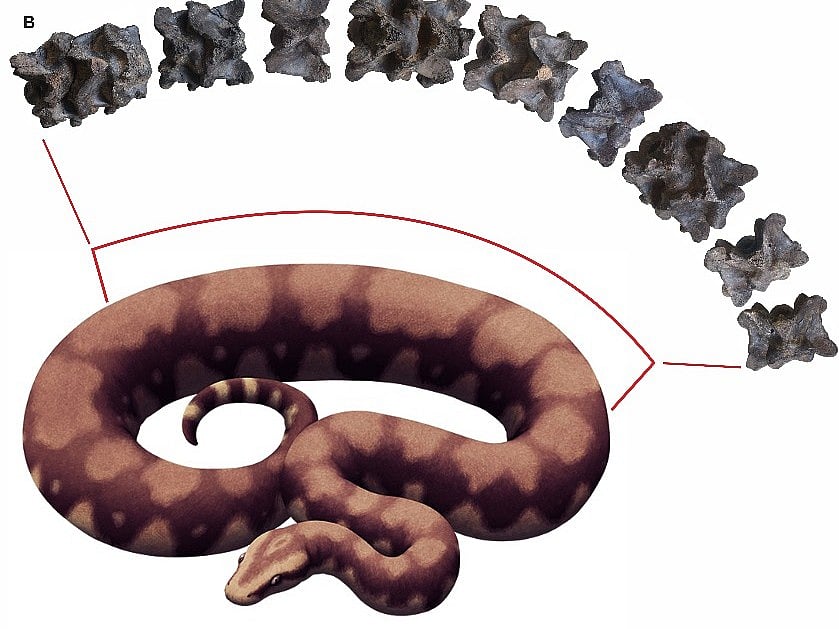 Ancient Giant: Fossil Of Vasuki Indicus, One Of The Largest Snakes Ever ...