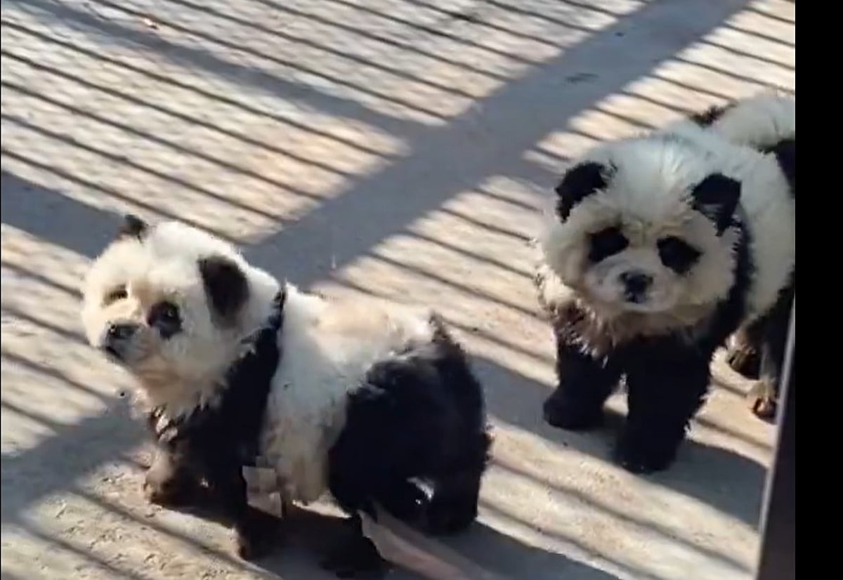 Chinese Zoo Paints Dogs To Look Like Pandas To Attract Visitors | WATCH