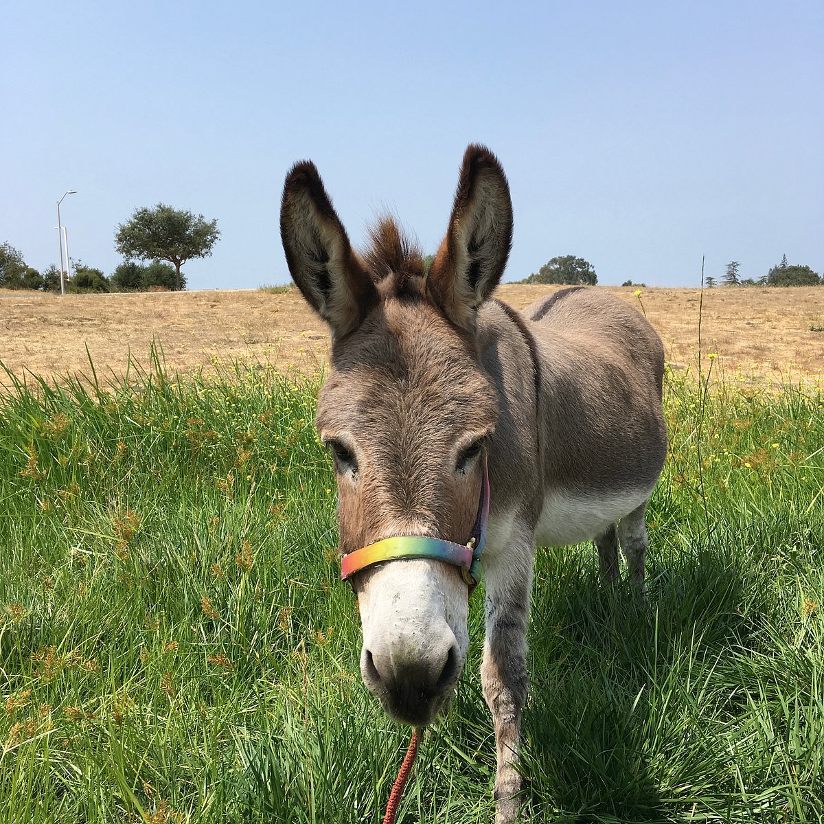 Donkey That Inspired 'Shrek' Character Receives Funds For Care