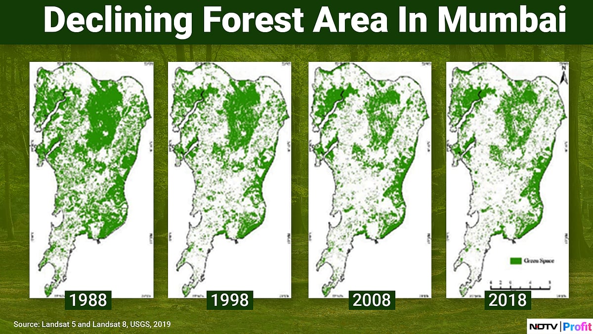 Twin Problems Of Deforestation, Waterlogging In Mumbai, Bengaluru