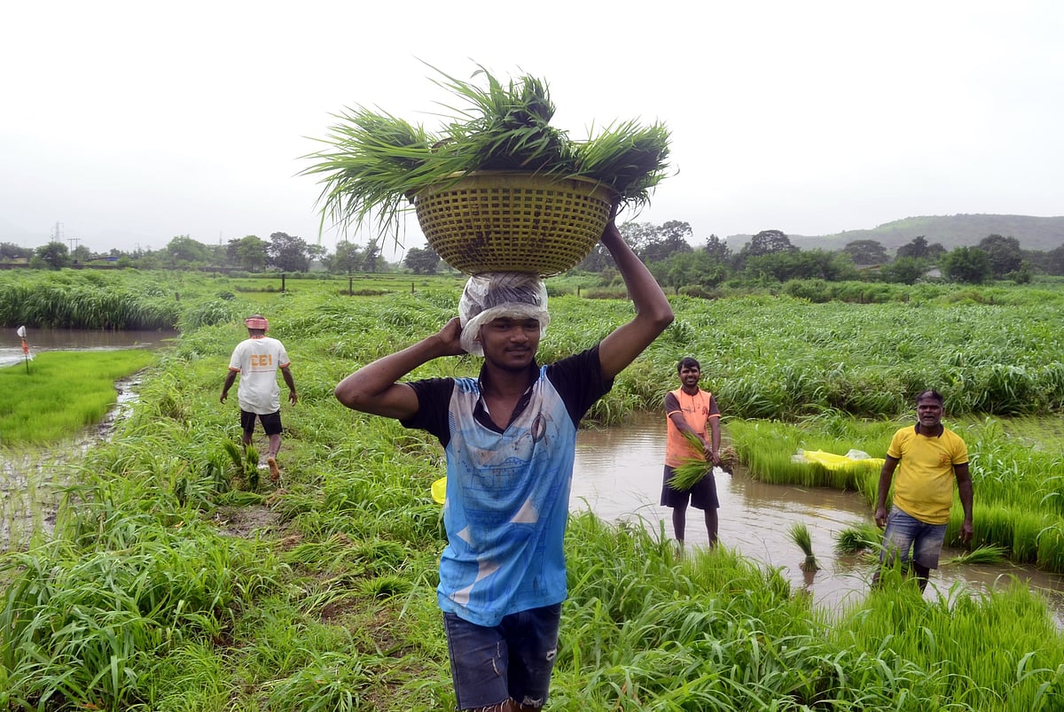Good Monsoon Rains Help Indian Farmers Plant More Rice, Pulses