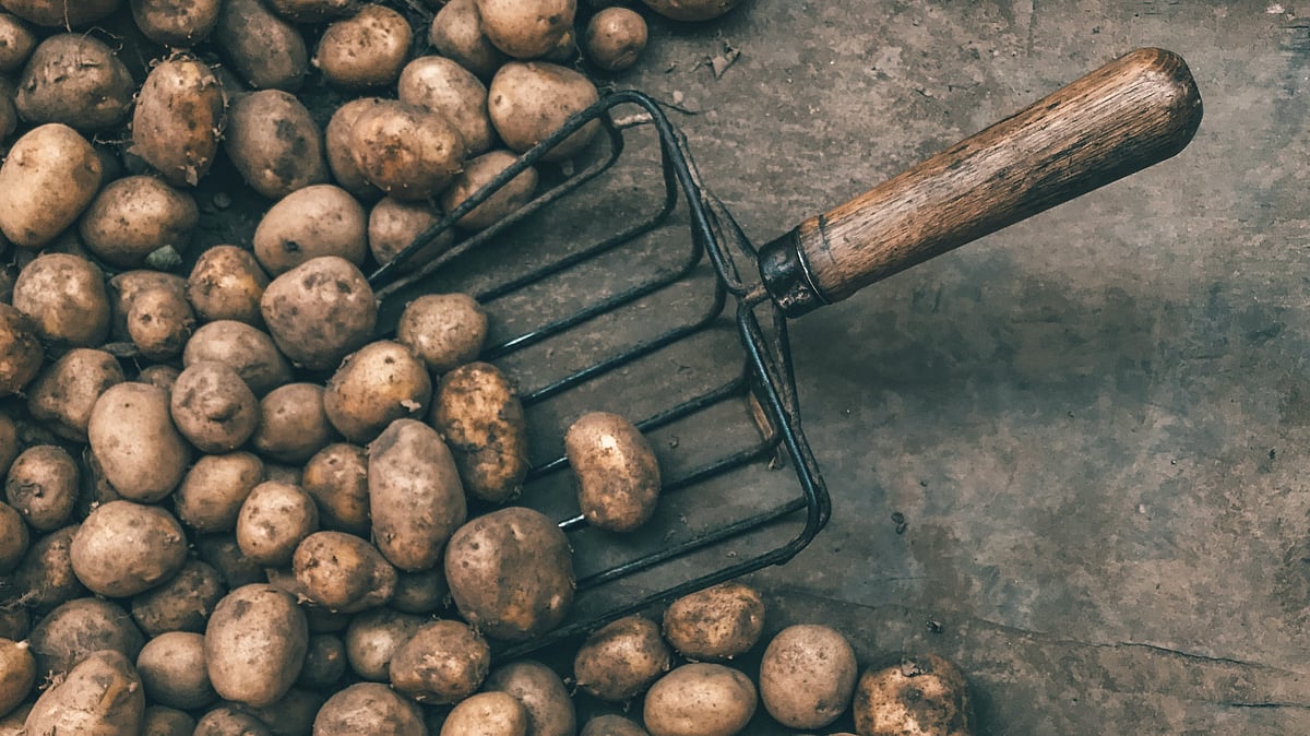 Potato Prices Make Indians Cry This Winter as Costs Continue to Rise in ...