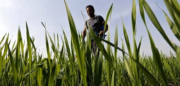 Monsanto India Shares Slump Over GM Seeds Norms