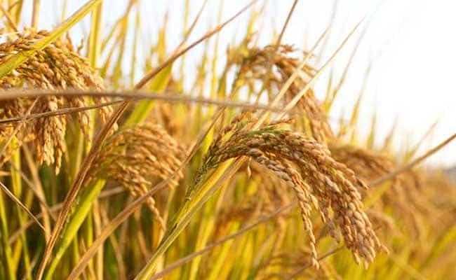 Minimum Support Price (MSP) Of Paddy Crops Hiked By Rs 200 Per Quintal ...