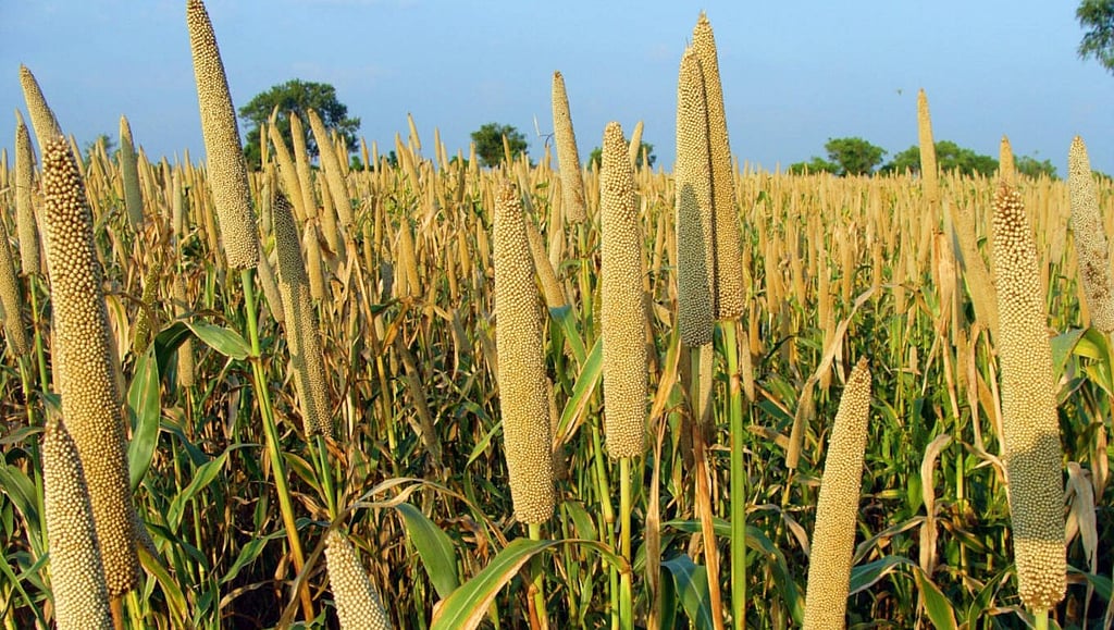 Millets and climate change resistance