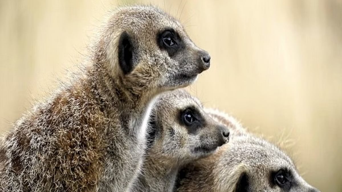 Meerkat Manor gets animated feature adaptation from Warner Bros