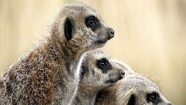 Meerkat Manor gets animated feature adaptation from Warner Bros