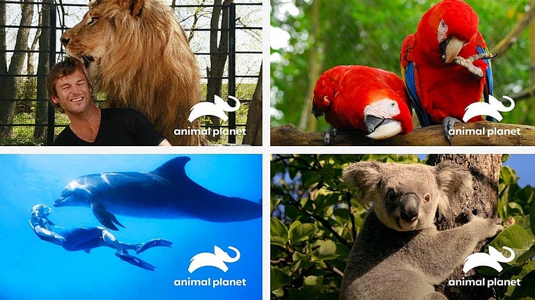 Recreated a Universal and Joyful Logo for Animal Planet