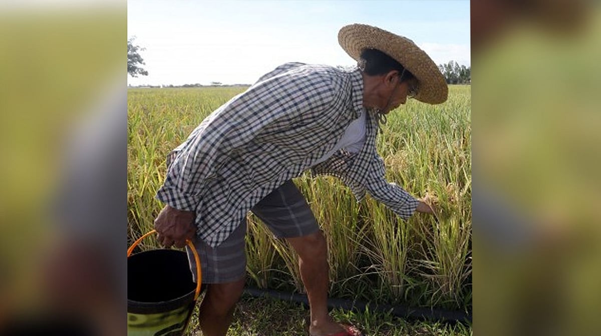 Benguet solon eyes rice drying facilities