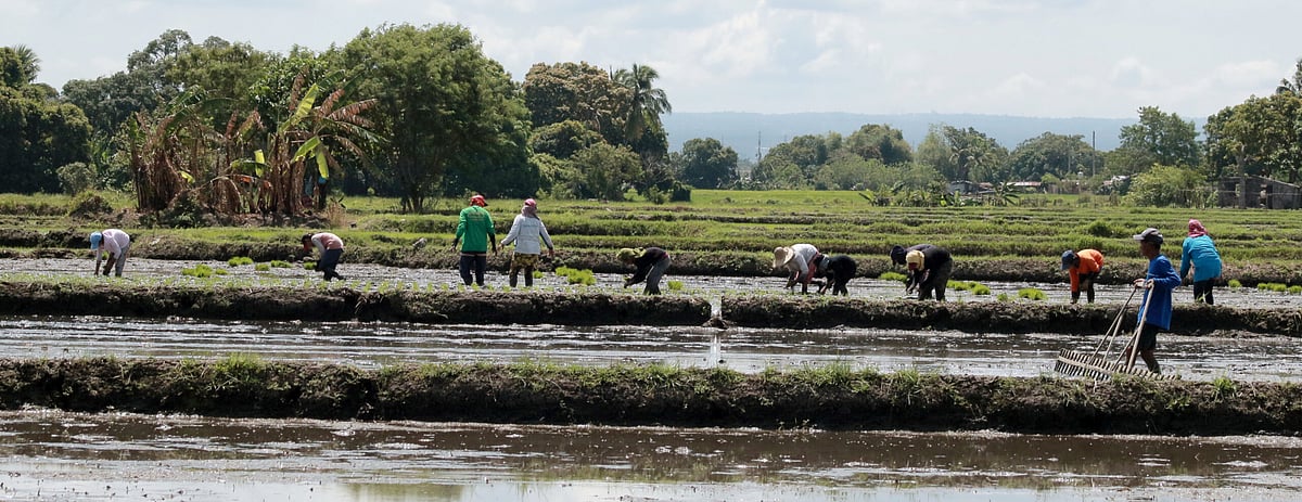 Rice farmers start availing of Financial Assistance