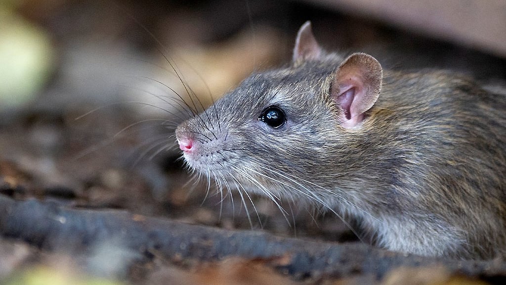 Enormous Rat Spotted at Gate 102 of NAIA Terminal 3: Concerned Traveler ...