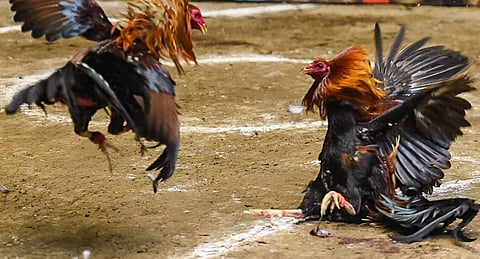 e-Sabong operator eyes ‘eKYC’ system