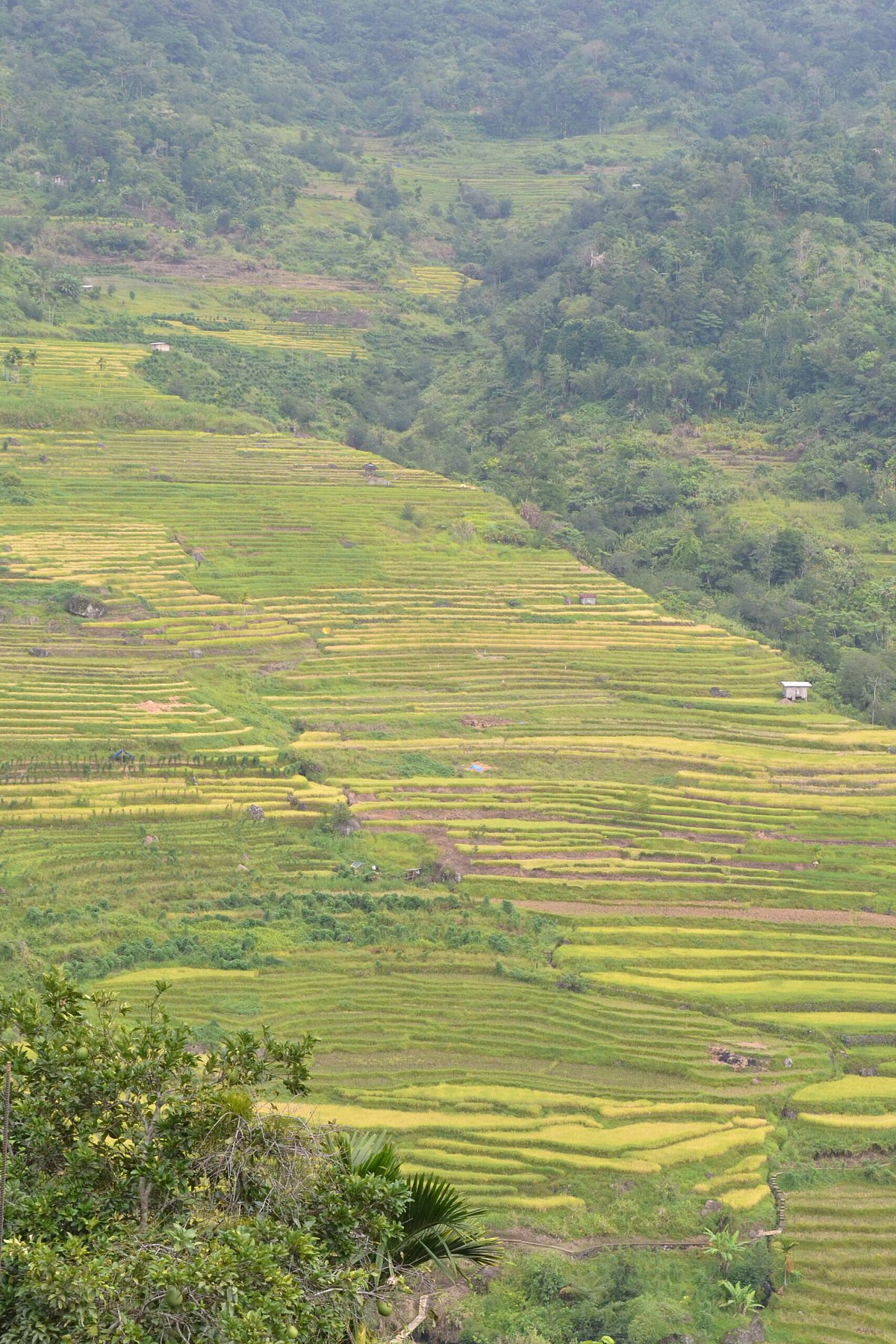 Debunking the widely believed age of the Ifugao rice terraces