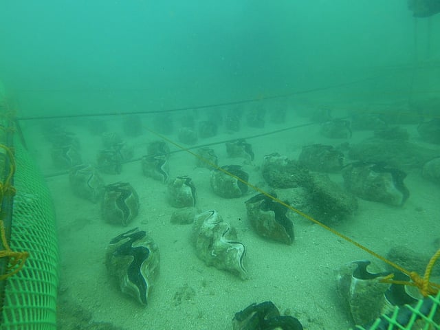 Jetti Petroleum dives into taclobo conservation with Bohol’s local ...