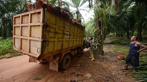 Palm oil plantation planned for Basilan