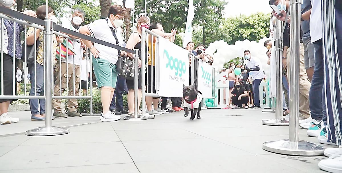 A Doggo kind of ‘Pawty’