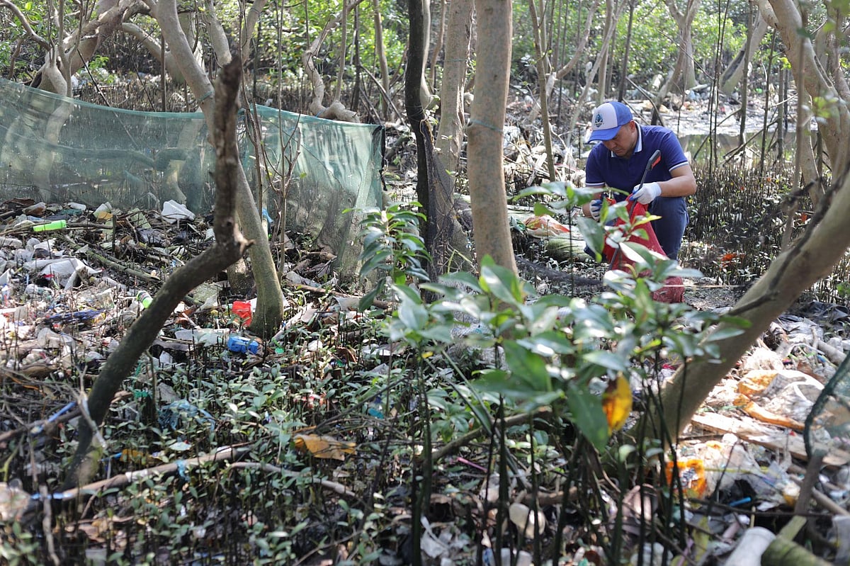 Harnessing collective action to protect mangroves